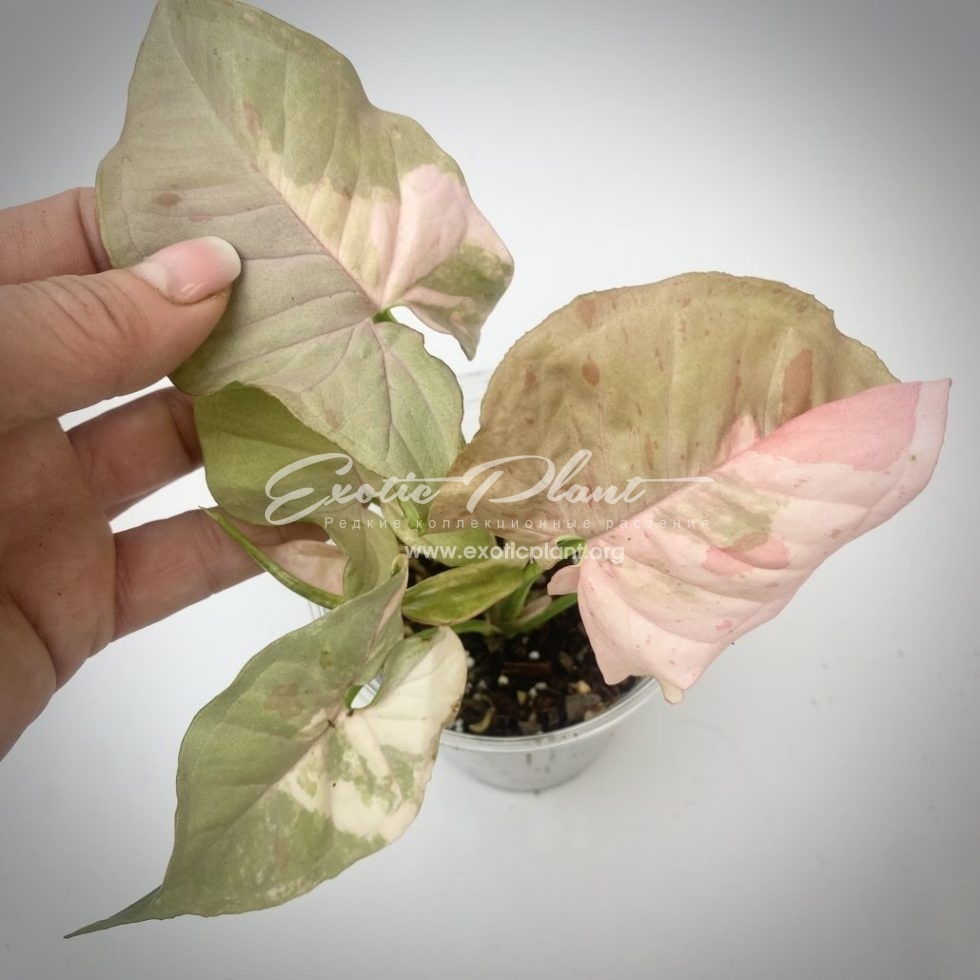syngonium Pink Spot Double var syn Pink Cloud - exoticplantshop.org