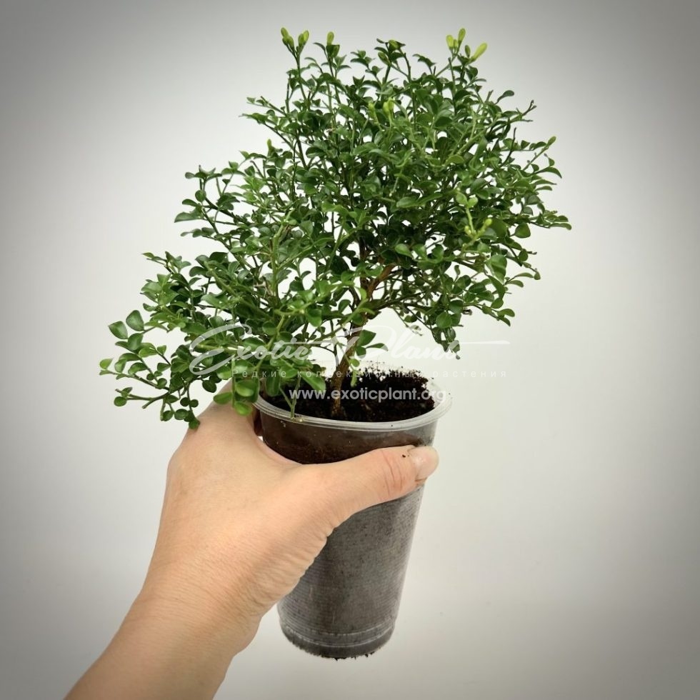 Murraya Min-a-min Dwarf (mutation) - exoticplantshop.org