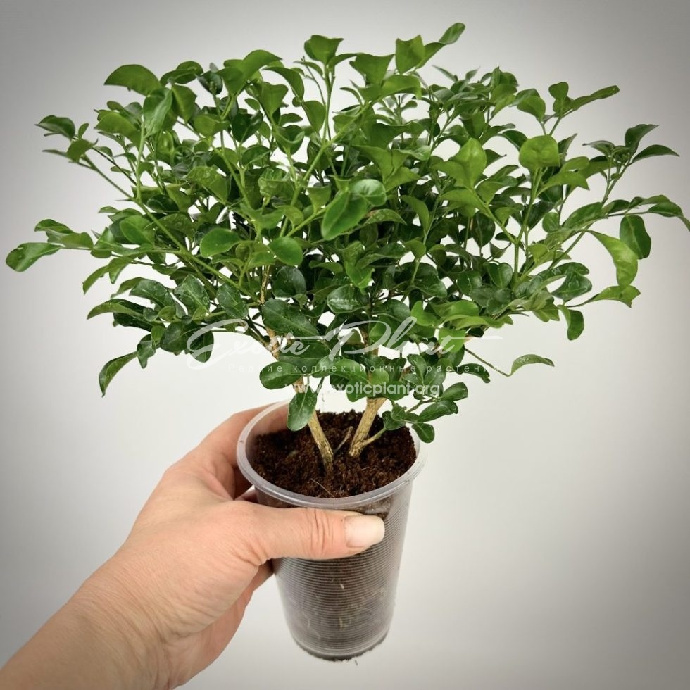 Murraya paniculata Min-a-min (big leaf) - exoticplantshop.org