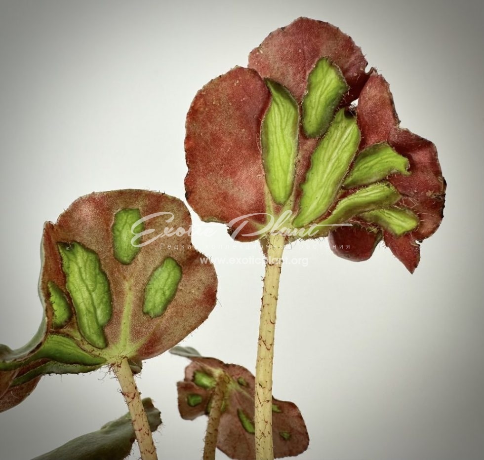 Begonia cv Cathedral - exoticplantshop.org