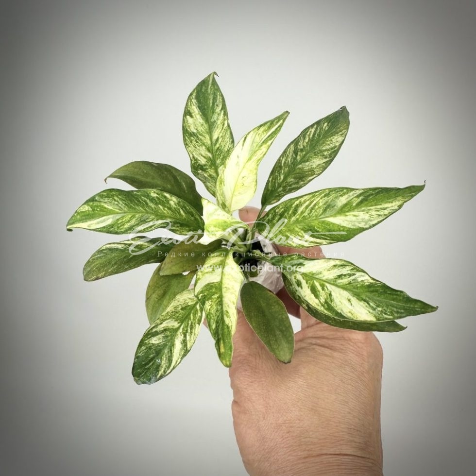 Spathiphyllum floribundum Mini variegated - exoticplantshop.org